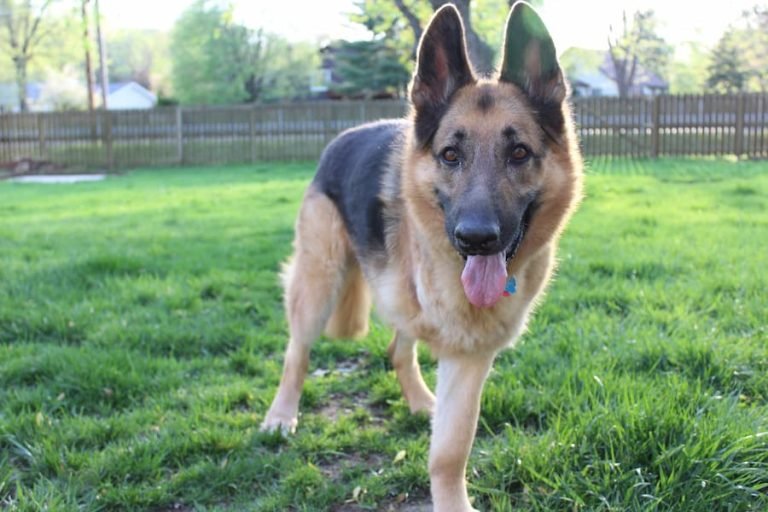 ᐈ Osteosarcoma, uno de los tumores más agresivos en perros